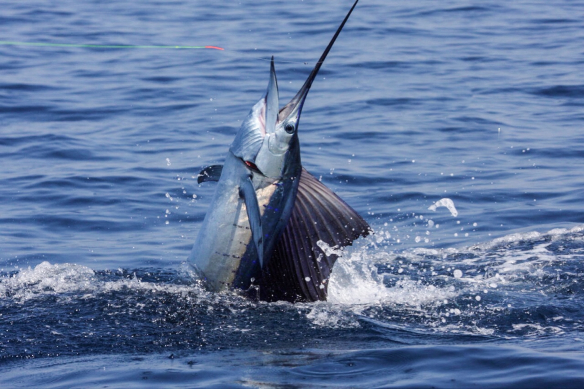 Billfish Conservation – Billfish Project